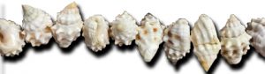 Nutmeg shells white - Beads and Pieces White rough nutmeg sea snails